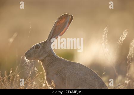 Black-tailed Jackrabbit, Socorro county, New Mexico, USA Stock Photo ...