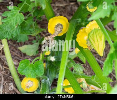 Yellow Button Squash flowers on the vine in an Australian Vegetable ...
