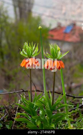 Turkish mountains in the skirts of the opposite lilies. Inverted lilies ...