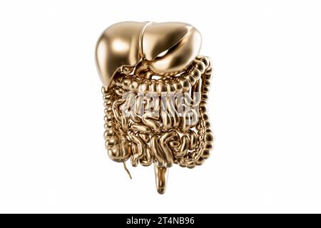 3d illustration of golden human intestine. Large and small intestine ...