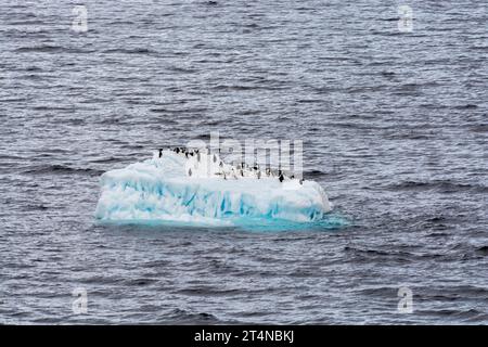 Adelie penguins riding floating ice in waters of Hope Bay. Antarctic ...