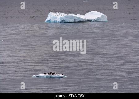 Adelie penguins riding floating ice in waters of Hope Bay. Antarctic ...