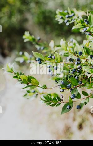 Wild myrtle tree branches with blue berries Stock Photo - Alamy