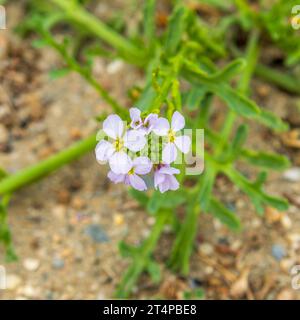 European Searocket (Cakile maritima) Plantae Stock Photo - Alamy