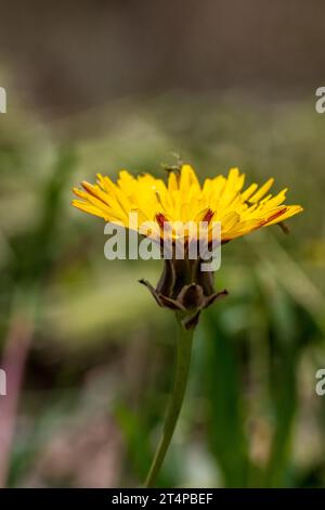 Reichardia tingitana, False Sowthistle with copy space and a Natural ...