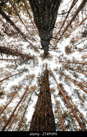 Straight and vertical lines in an autumn forest with tree trunks and ...