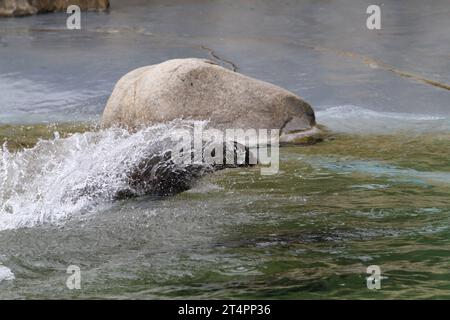 exterior day zoo beauval sea lion jumping show animation high jump ...