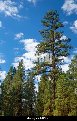 Ponderosa pine (Pinus ponderosa) along Myrtle Creek Trail, Malheur ...