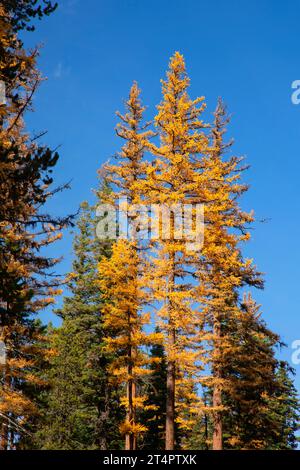 Western larch (Larix occidentalis) in autumn from Strawberry Lake Trail ...