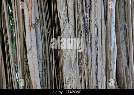 Ficus microcarpa tree root feature Stock Photo - Alamy