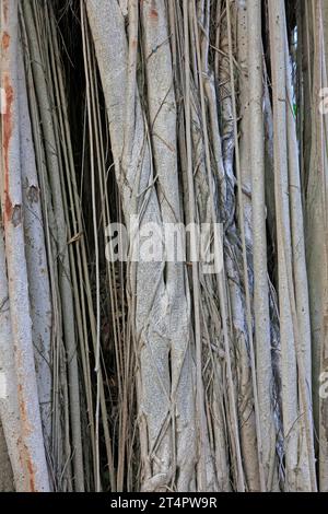Ficus microcarpa tree root feature Stock Photo - Alamy