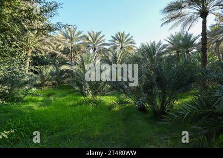 Al Ain Oasis, dates farm Stock Photo - Alamy