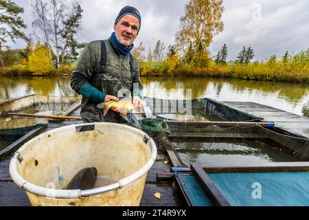 Pond keeper Thomas Beer shows a mirror carp. It is a special breed with ...