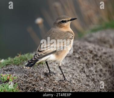 Wheatear standing on thrift, autumn,UK Stock Photo - Alamy