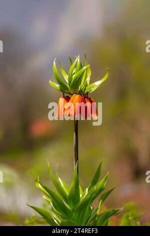 Turkish mountains in the skirts of the opposite lilies. Inverted lilies ...