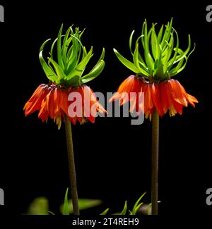 Turkish mountains in the skirts of the opposite lilies. Inverted lilies ...