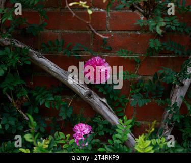 Rosa roxburghii 'Plena', Rose roxburghii 'Plena'. Double Chestnut Rose ...