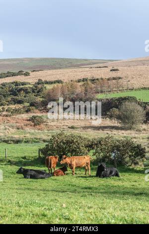 moorland farm on Dartmoor National park,mardon down,fields near ...