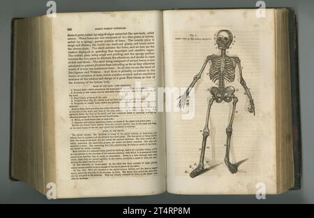 Antique medical journal. An old anatomy book with its pages on display ...