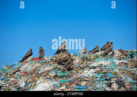 01 November 2023 Sylhet-Bangladesh: Falcon Hawks is flying over at ...