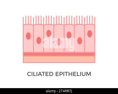 Respiratory epithelium. A type of ciliated columnar epithelium found ...