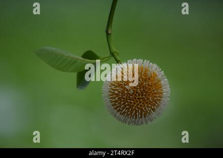 Neolamarckia cadamba Flower or Kodom ful of Bangladesh Stock Photo - Alamy