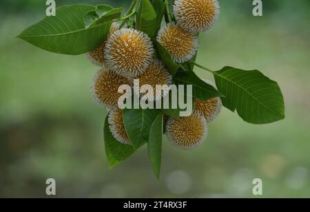Neolamarckia cadamba Flower or Kodom ful of Bangladesh Stock Photo - Alamy