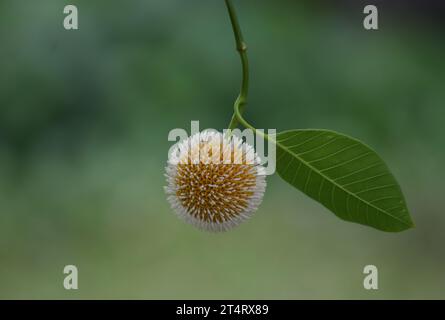 Neolamarckia cadamba Flower or Kodom ful of Bangladesh Stock Photo - Alamy