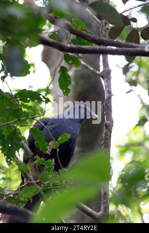 New caledonian pigeon, New Caledonian Imperial Pigeon (Ducula goliath ...