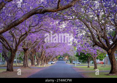 Blossoming jacaranda trees in Grafton, NSW, Australia Stock Photo - Alamy