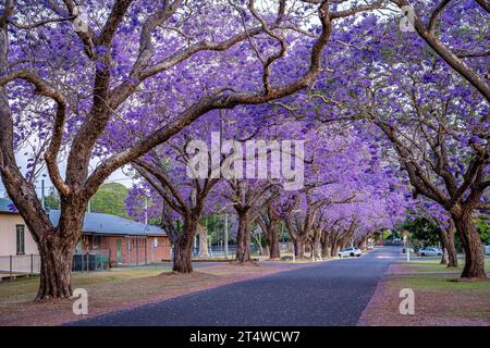 The famous Jacaranda trees of Grafton in their glorious mantle of ...