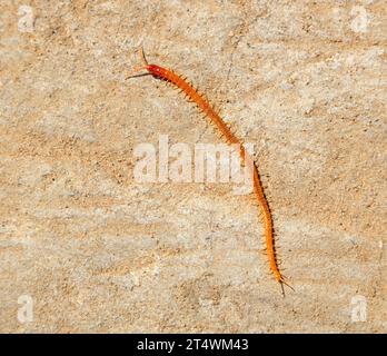 Common House Centipede (Scutigera coleoptrata) yellowish-grey centipede ...
