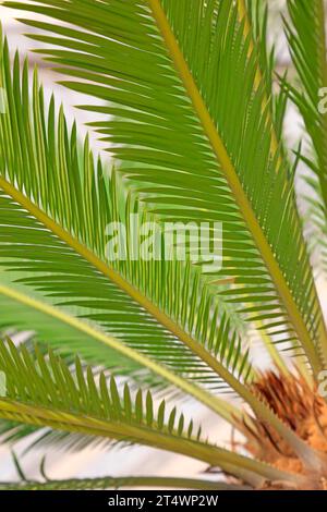 Leaf features of Cycads Stock Photo - Alamy