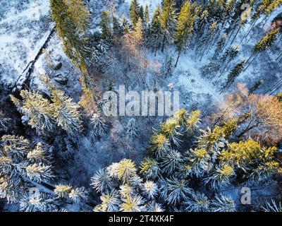 Aerial view of winter forest Stock Photo - Alamy