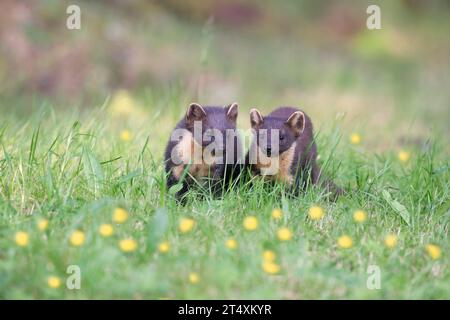 Adorable pine marten SCOTLAND TOUCHING images of two adorable British ...