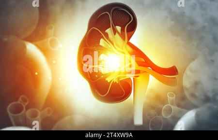 Human kidney anatomy on medical science background. 3d illustration ...