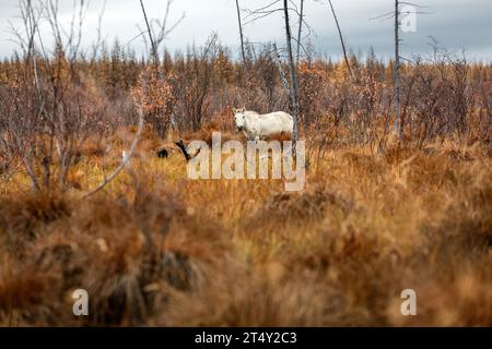 Wild Horse, Tundra, Chersky, Yakutia, Russia Stock Photo - Alamy
