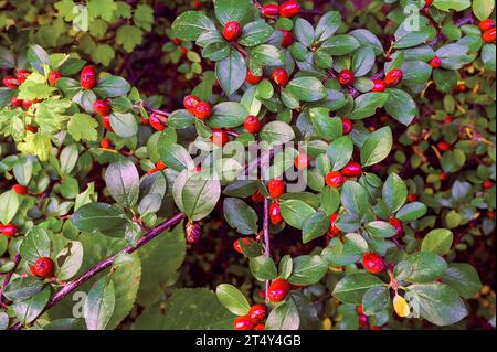 Rockspray cotoneaster (Cotoneaster horizontalis), Allgaeu, Bavaria ...