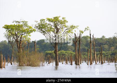 Trees in the Rio Amazonas, Manaus, State of Amazonas, Brazil Stock ...
