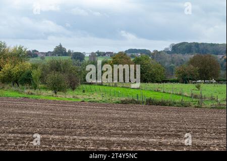 Harvested corn fields at the Flemish countryside around Ternat, Flemish ...
