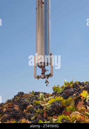 Sampling tube on a trailer full of grapes. Grape harvest processing at ...