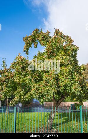 Medlar tree in early autumn laden with fruit. England, UK Stock Photo ...