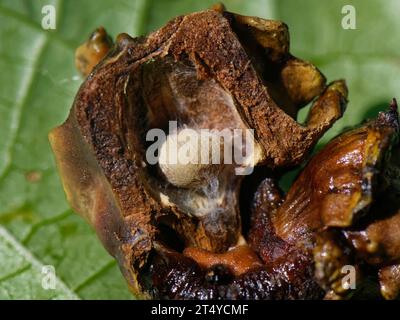 Knopper Gall Wasp (Andricus quercuscalicis) Insecta Stock Photo - Alamy
