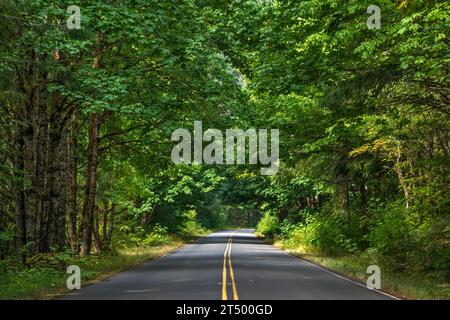 Clackamas River Road (Forest Road 46), mixed forest near Austin Hot ...