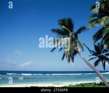 Tropical ocean view with palm trees coast of Saona Island, Dominican ...
