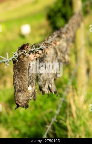 Dead moles hanging from a barbed wire fence in rural England Stock ...