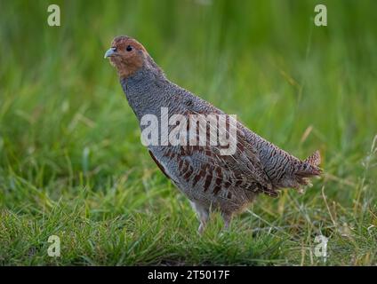 A rarely seen English or Grey Partridge (Perdix perdix) . A male ...