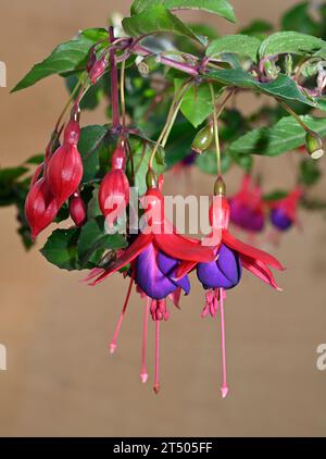 Fuchsias in bloom with red and purple flowers Stock Photo - Alamy