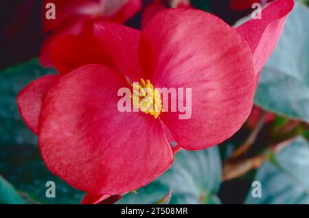 Begonia 'Dragon Wing Red' Stock Photo - Alamy