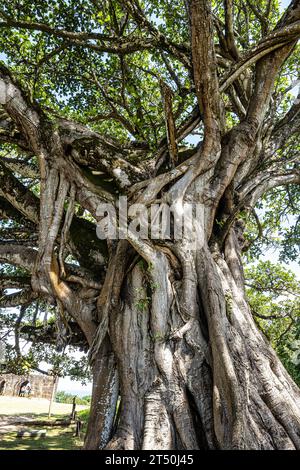 Big Ficus tree in front of the Garcia D'Avila castle, in the Praia do ...